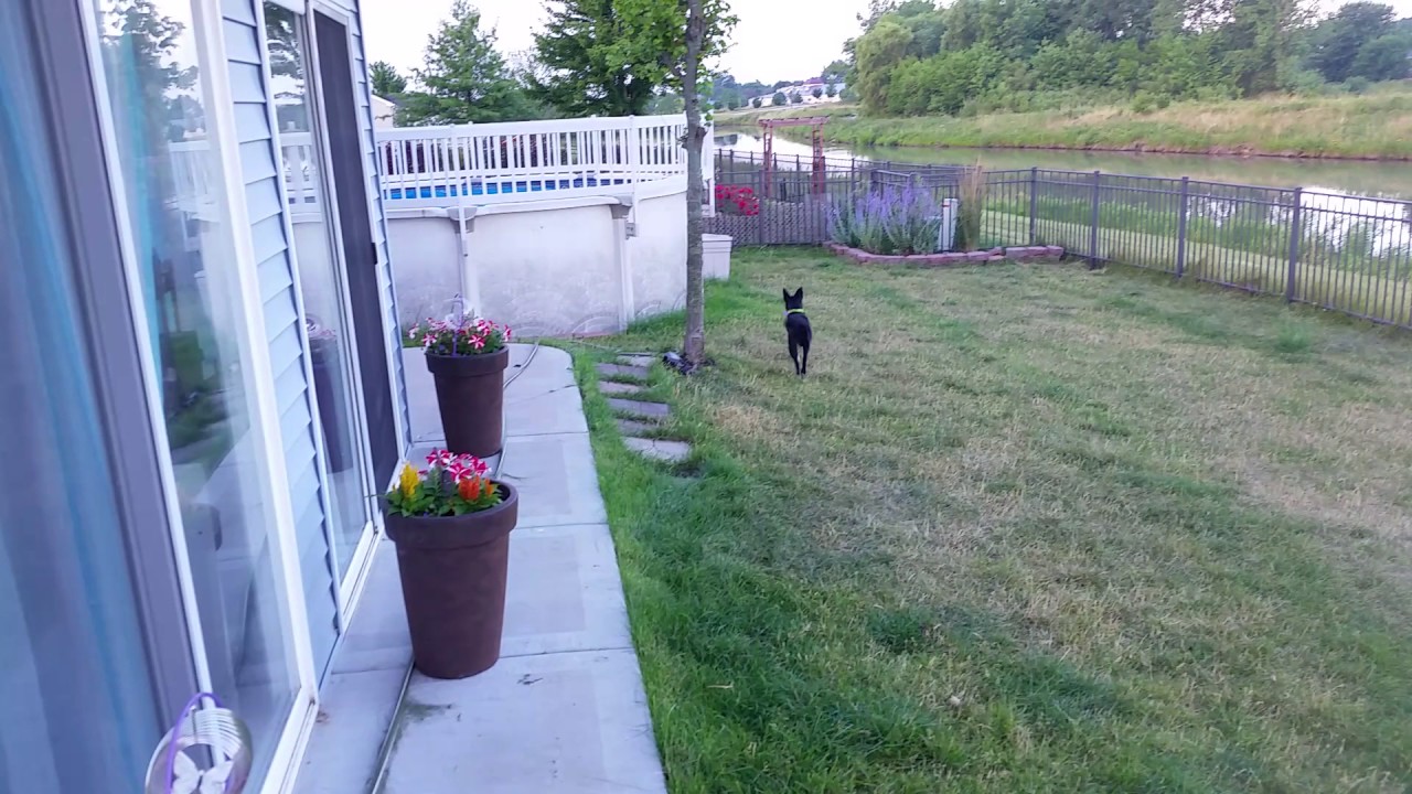 Raven vs. Shadow - YouTube