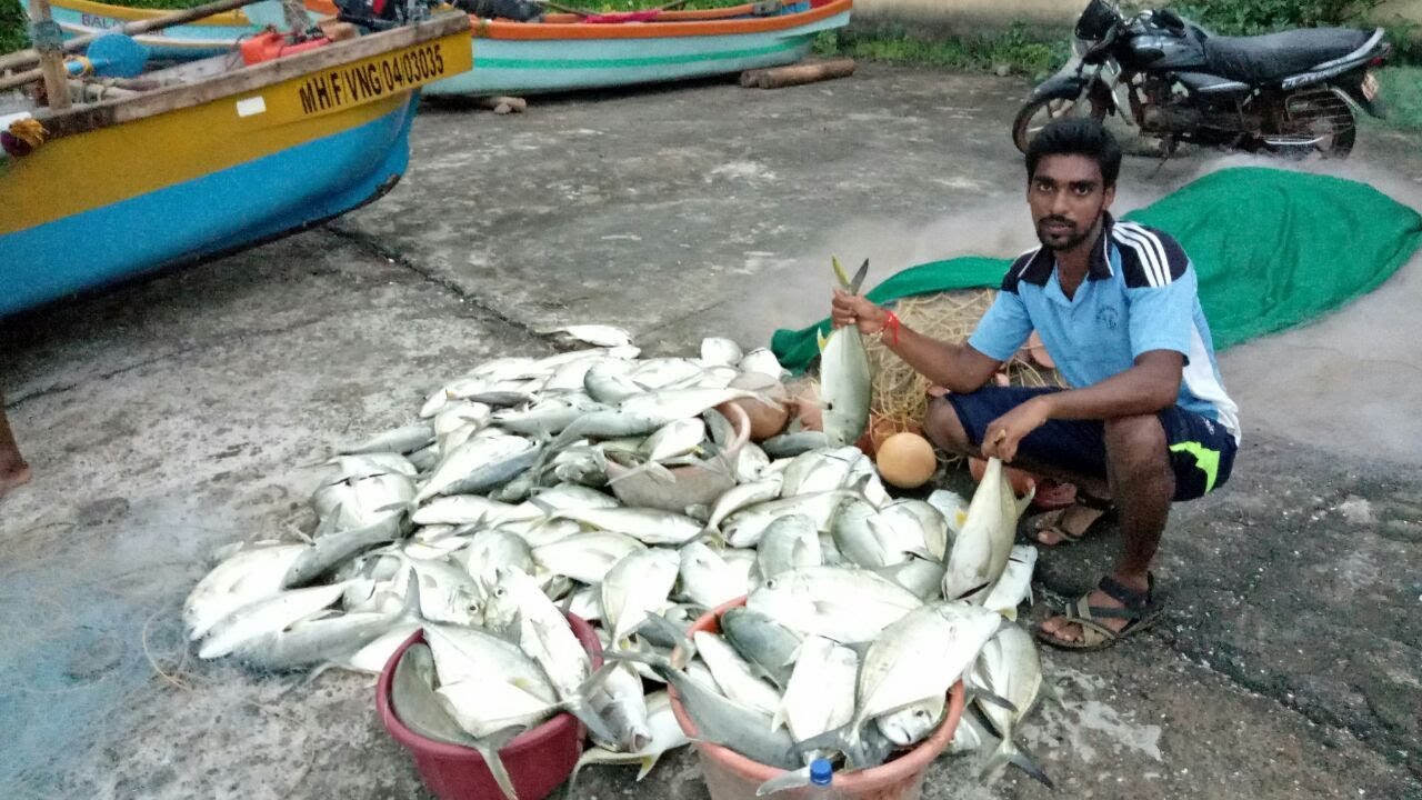 Fishing | Konkan cha california Tambaldeg | Devgad | konkan | boys day ...
