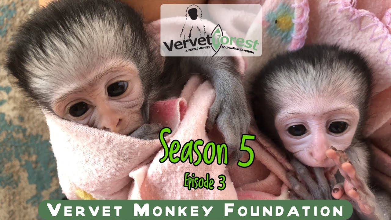 Meet Kappi the second little monkey orphan of the season, Roddy and ...