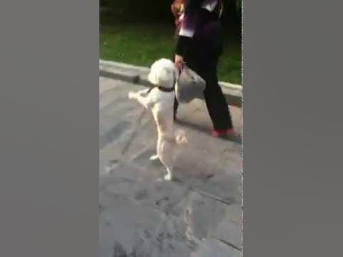 Dog walking on two legs 会两条腿走路的狗狗 - YouTube