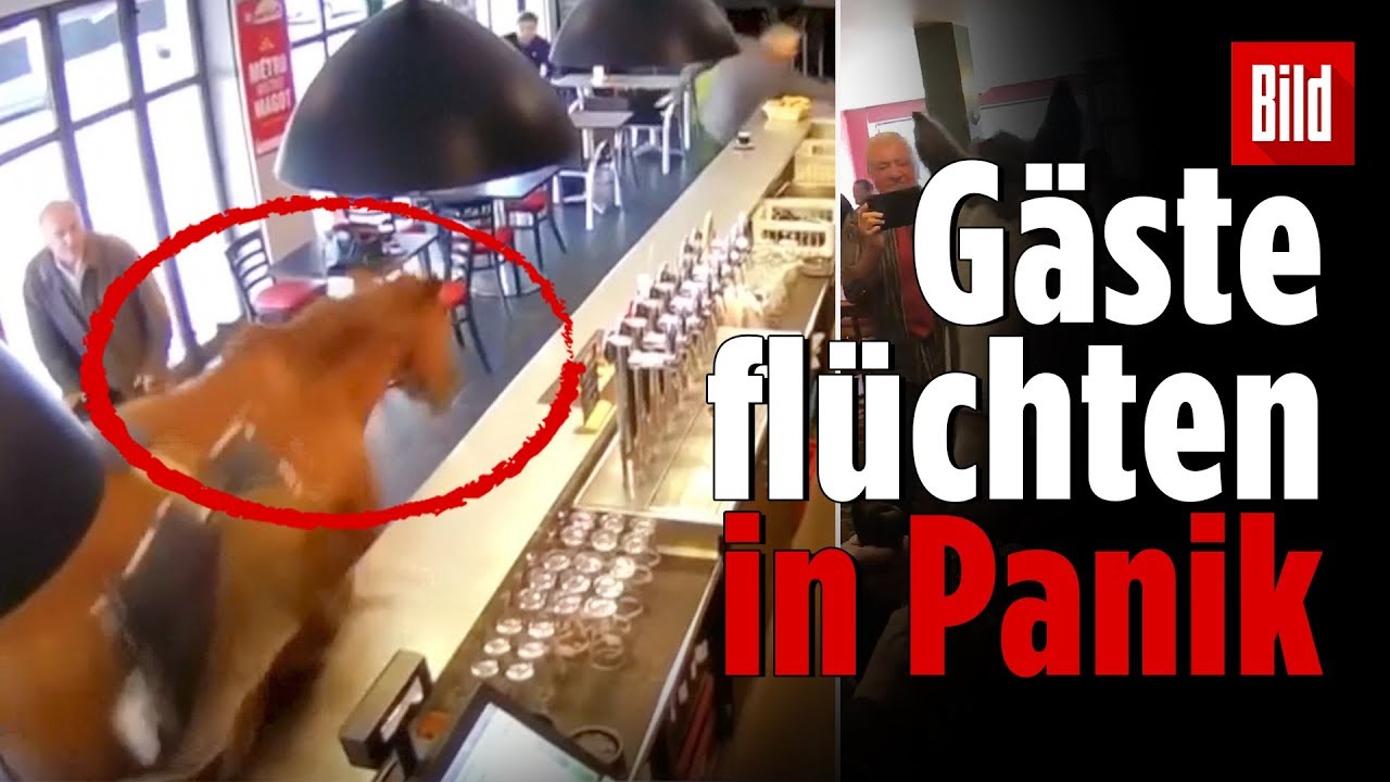 Kommt ein Pferd in eine Bar ... Witz wird Realität 😨 - YouTube
