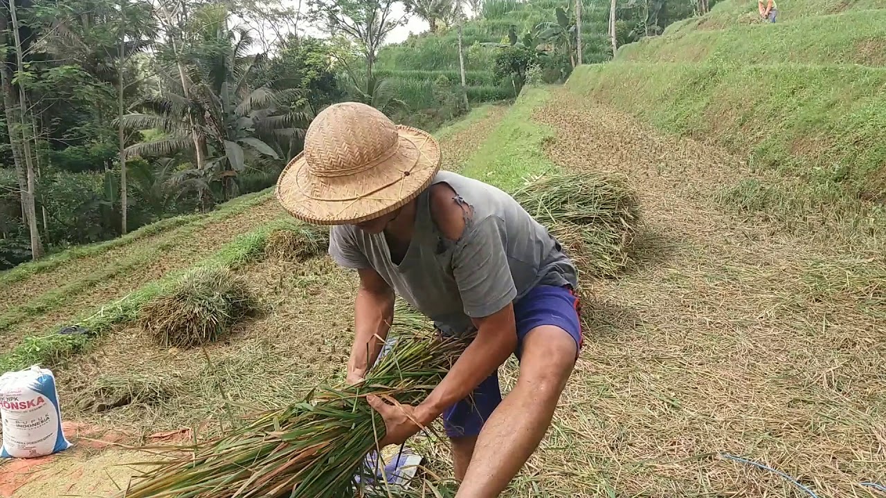 Ngaret ndamen (jerami).kekonyolan .wong ngarit .bercanda .dengan bahasa ...