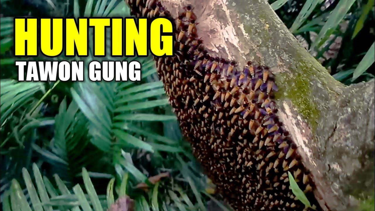 Pasukan hunting odeng otw paman !! 😂 berburu tawon gung lebah madu ...