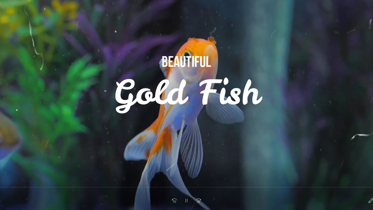 The Best 4K Aquarium Amazing Undersea Scenery Goldfish Fish With ...