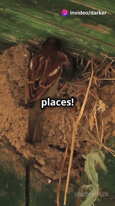 Top 10 Fun Facts About Sparrows #birdlovers #birds #animalintelligence ...