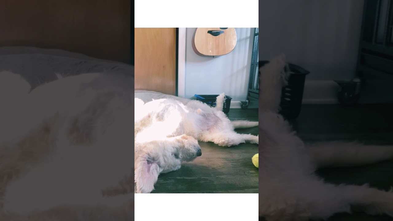 My Silly Labradoodle! - YouTube