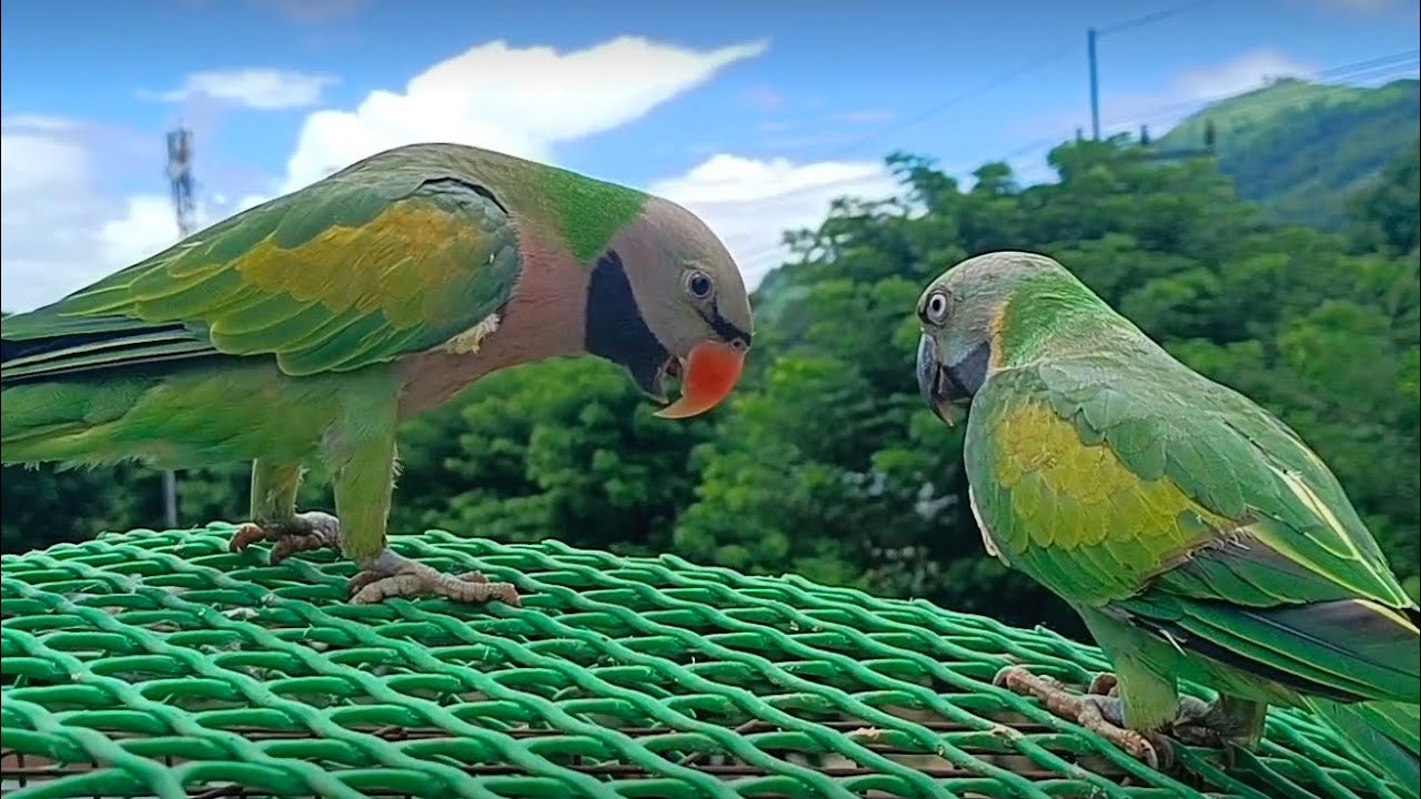 how to Tame baby parrot?one of the easier processes. natural funny ...