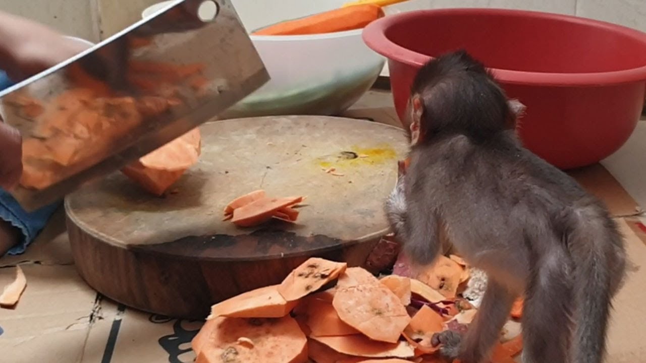 Monkey Sonic is Trying His Best to Help His mom in Cooking - YouTube