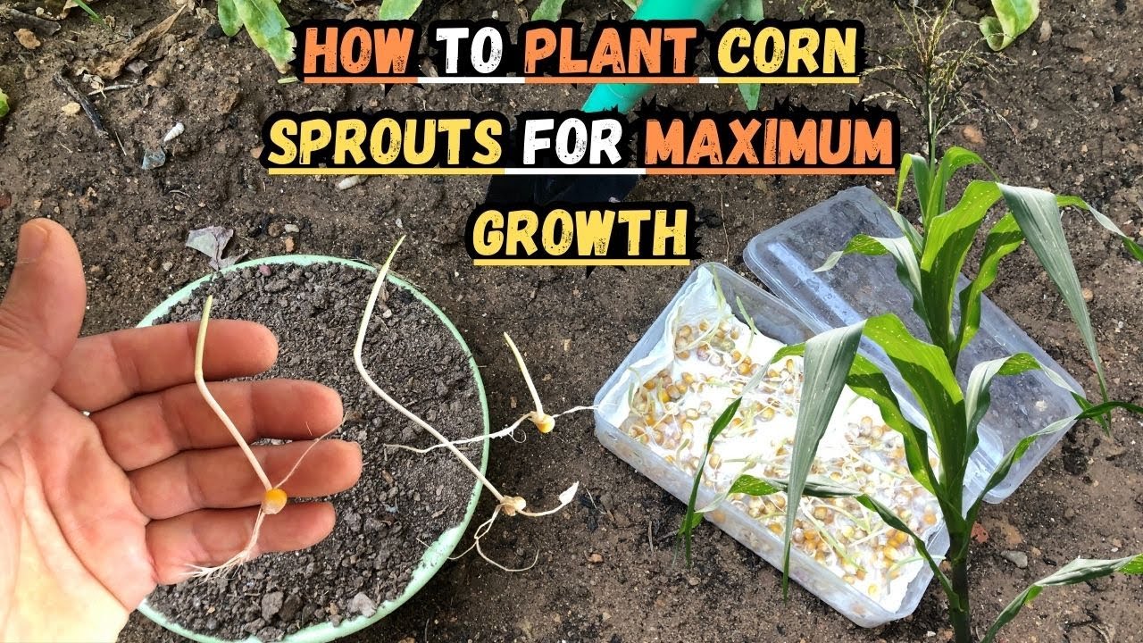 How to Plant Your Corn Sprouts for Maximum Growth 🌽🌿#corn #popcorn # ...