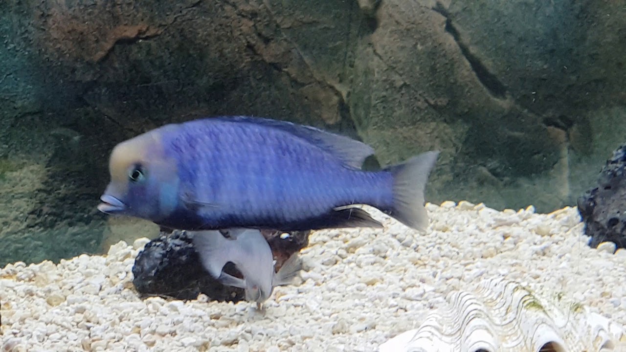 Blue Dolphin cichlids breeding part 2 of 3 - YouTube