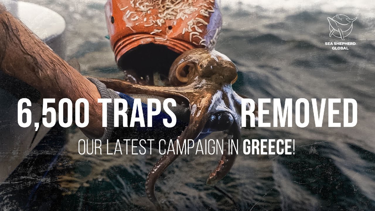 6,500 Traps Removed: Our Latest Campaign in Greece - YouTube