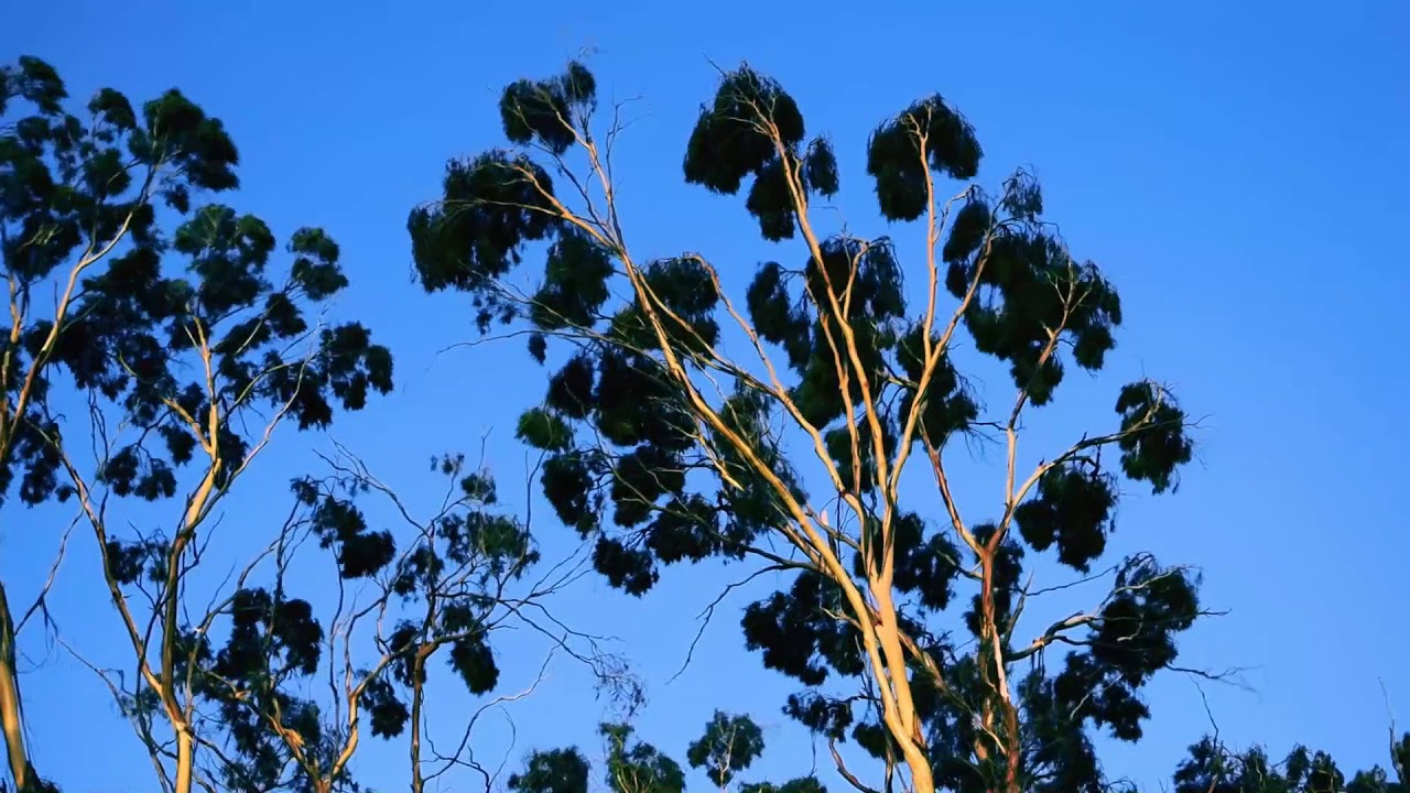 Windy Day - January 18 2021 - YouTube