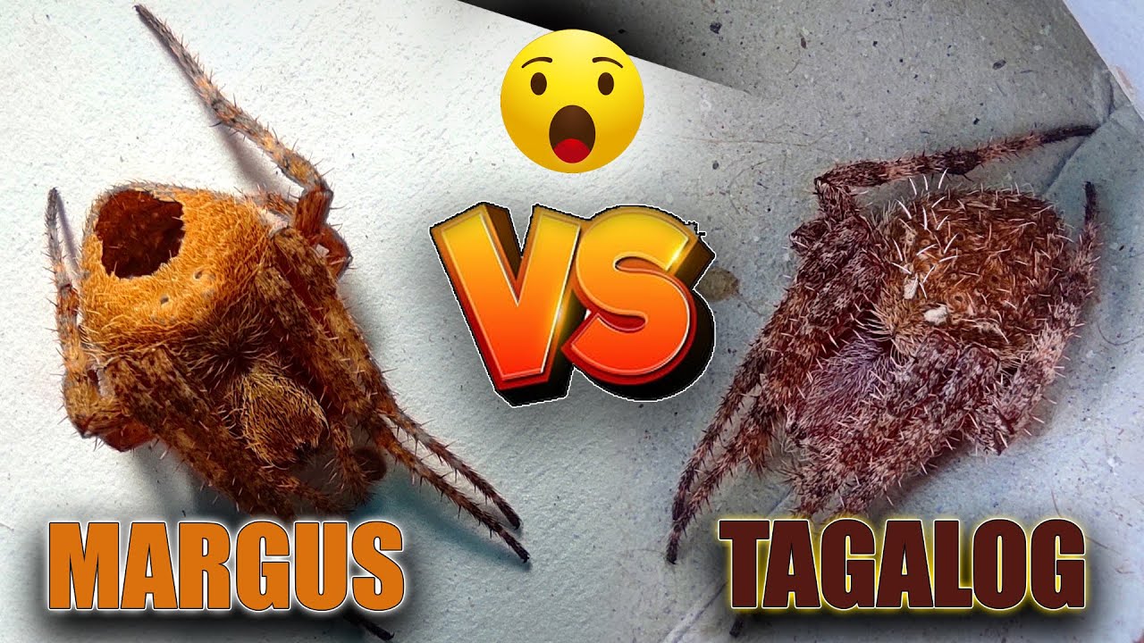 MARGUS TALAAN TIGRE MASBATE AT POKEMON | SPIDER FIGHT 2024 - YouTube