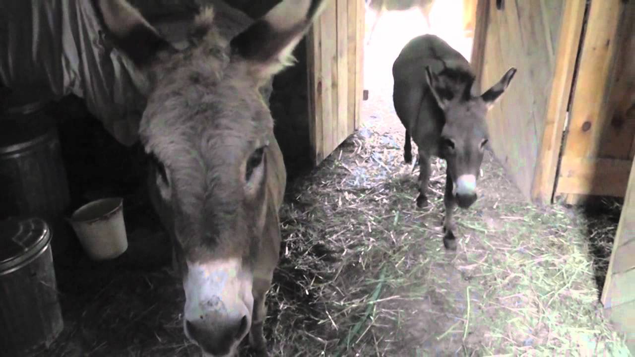 Simon and Donkey Meditations. And Maria - YouTube