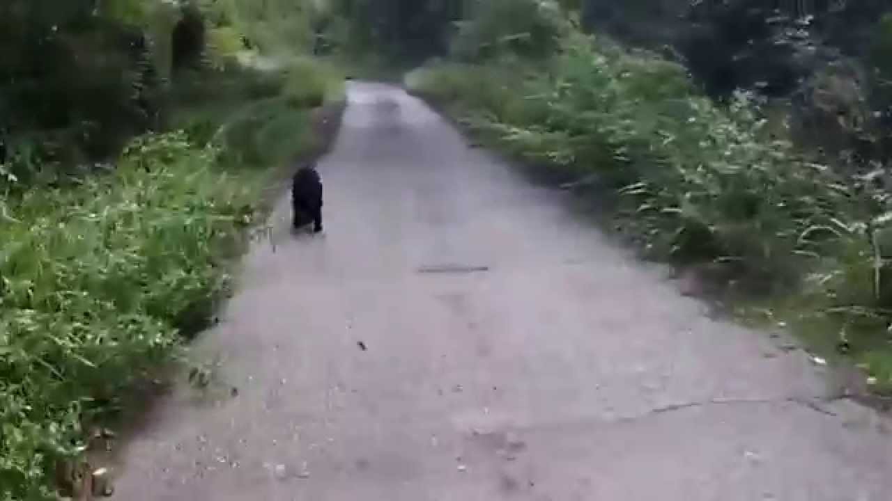 📽 military service road - bouldnor battery - cockapoo dog walk - YouTube