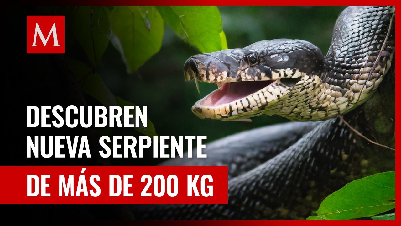 ¡Increíble! Descubren anaconda verde gigante en la selva Amazónica ...