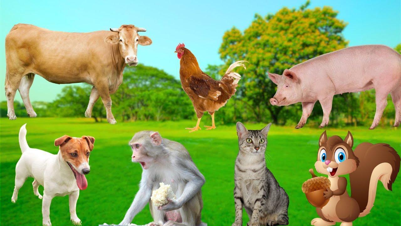 Friendly Animals - Squirrel, Cow, Dog, Goat, Cat, Chicken, Monkey ...