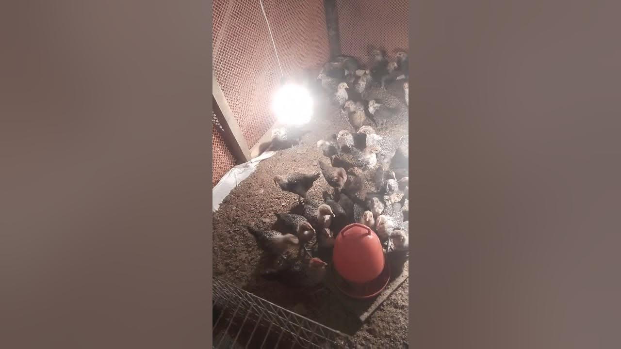 KOYEL PAKHIR KHAMAR,FAOMI MURGIR BACCHA,30 DINER KOYEL PAKHIR BACCA - YouTube