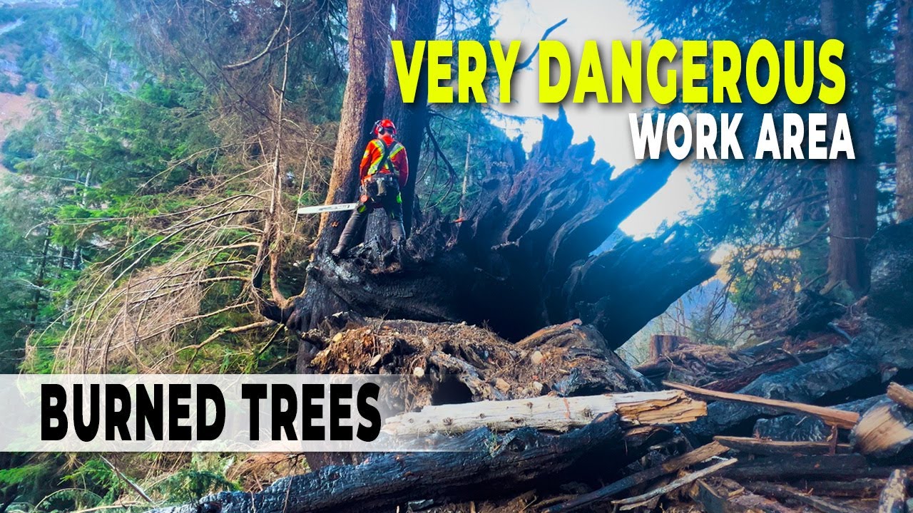 66. Burnt Forest | Hazards Everywhere - YouTube