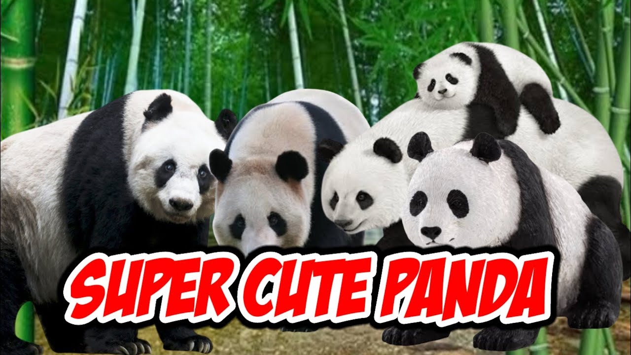 Panda Funny Moment Videos 🐼 The Panda is Super Cute When Eating 🐼 - YouTube