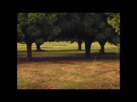 Alican Kamalı - Kolay Sessizlik (Enstrümantal)