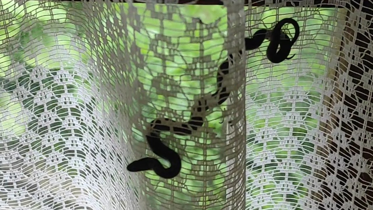 Šarka zmija u Kuci😁😁🤣 - YouTube