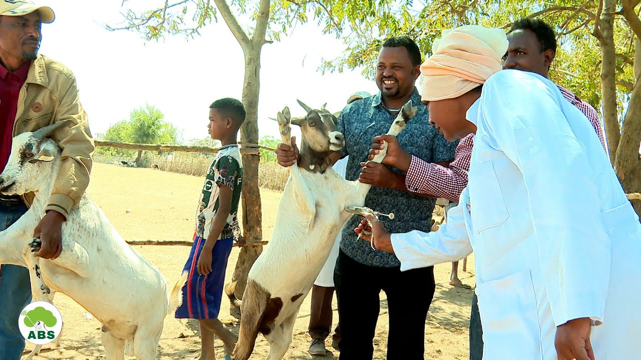 Mag/Adaamaa kutaalee magaalaa Bokkuu Shananii fi Daabeetti talaalliin ...