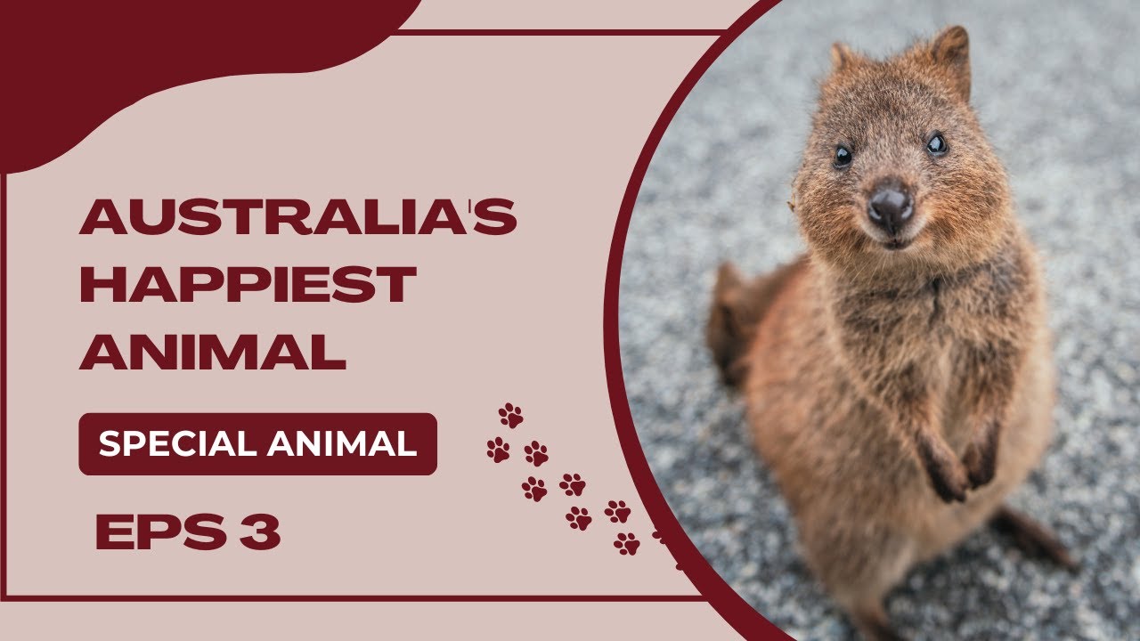 The Quokka's Endearing Smile: Exploring the Happiest Animal on Earth ...