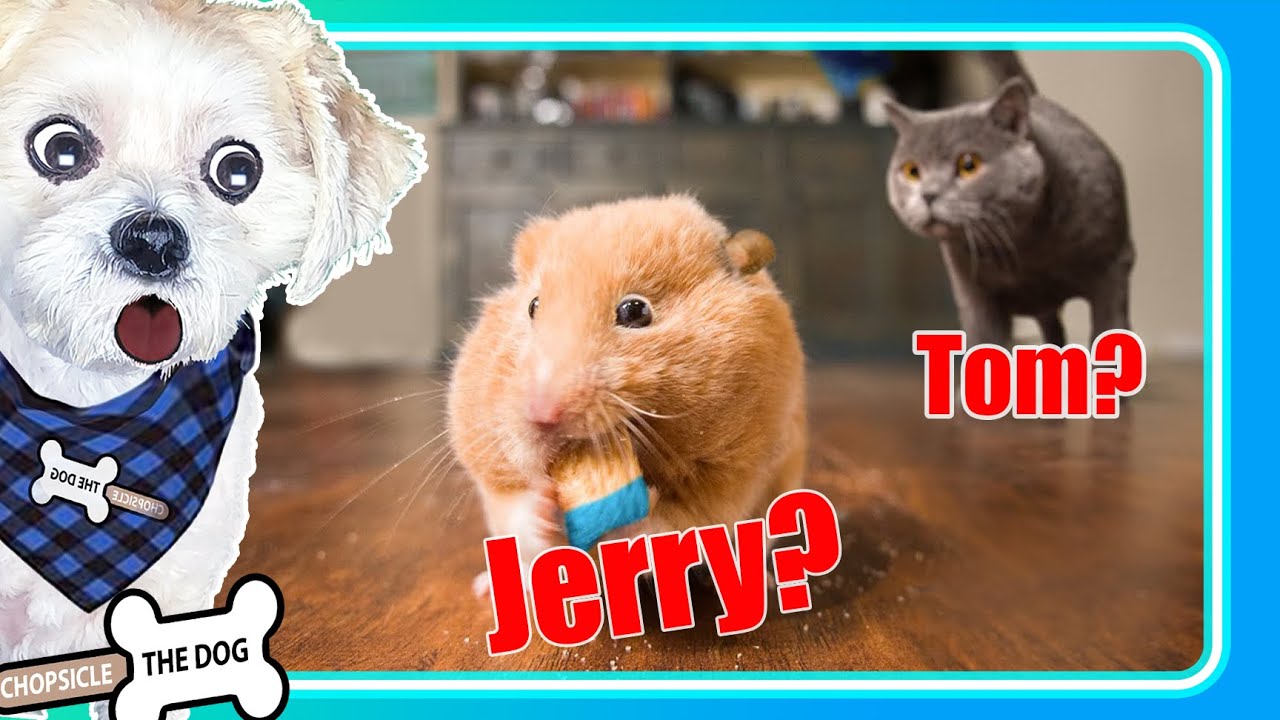 Real Life Tom and Jerry by Aarons Animals Reaction by Chopsicel The Dog ...