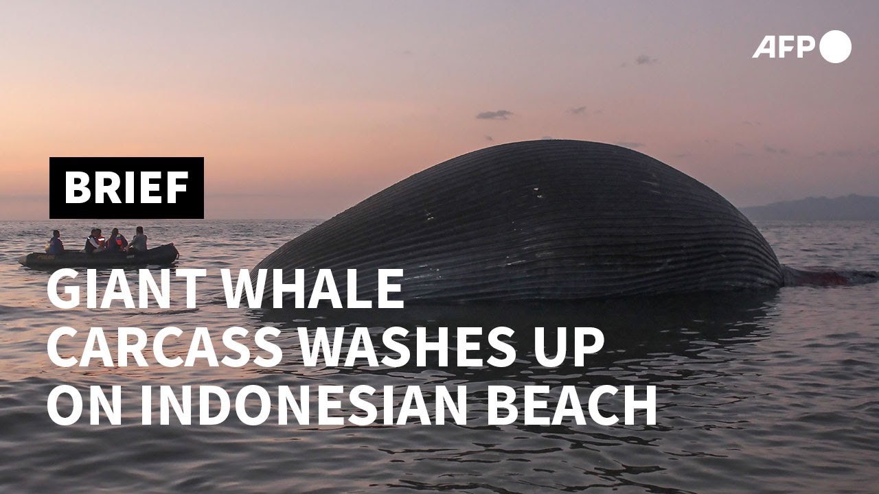 Giant dead whale washes up on Indonesian beach | AFP - YouTube