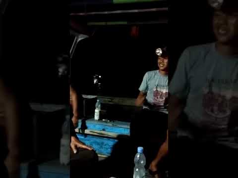 Mabuk susu macan