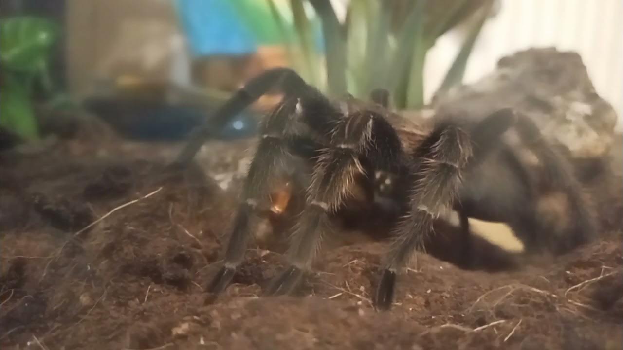 Tinkerbell Having A Morio Worm Youtube