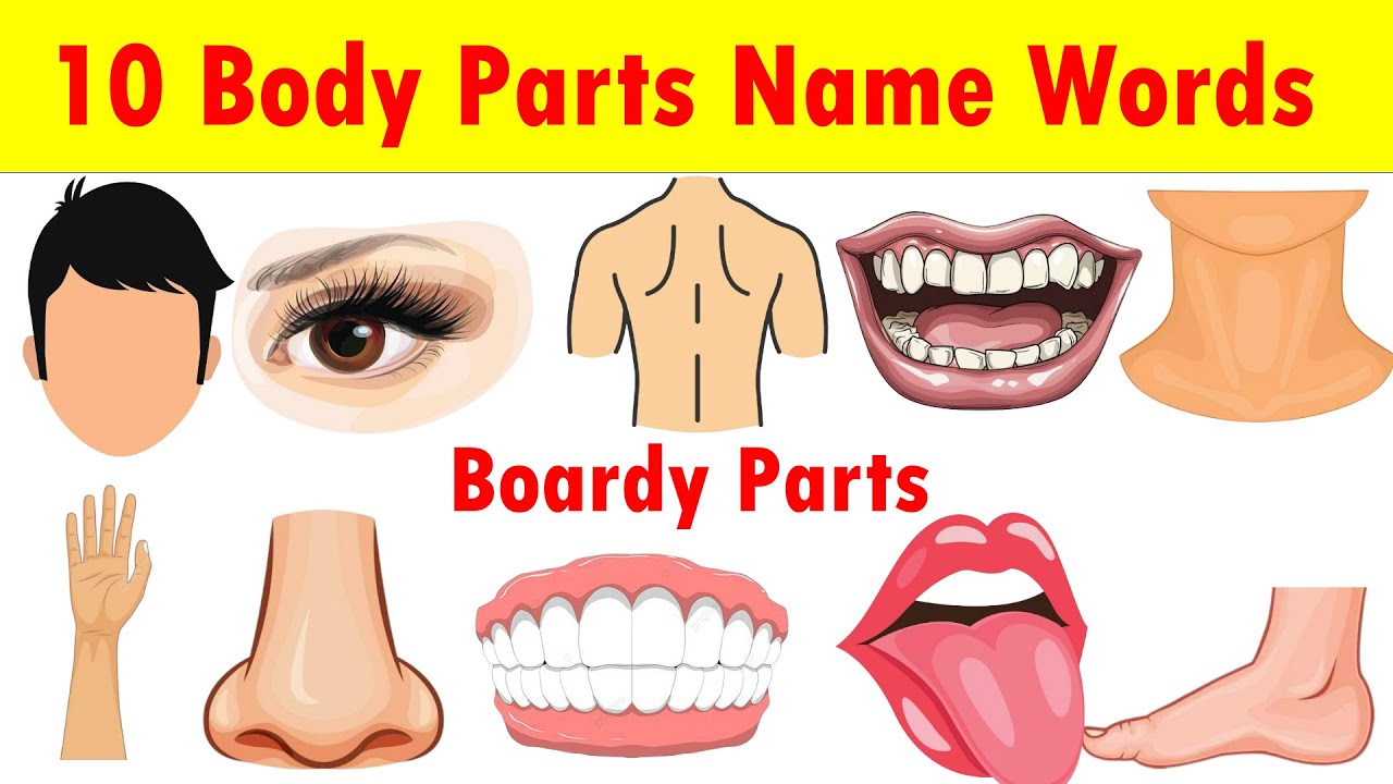 Body Parts Name Word Meaning || Body Parts Name Spelling In English ...