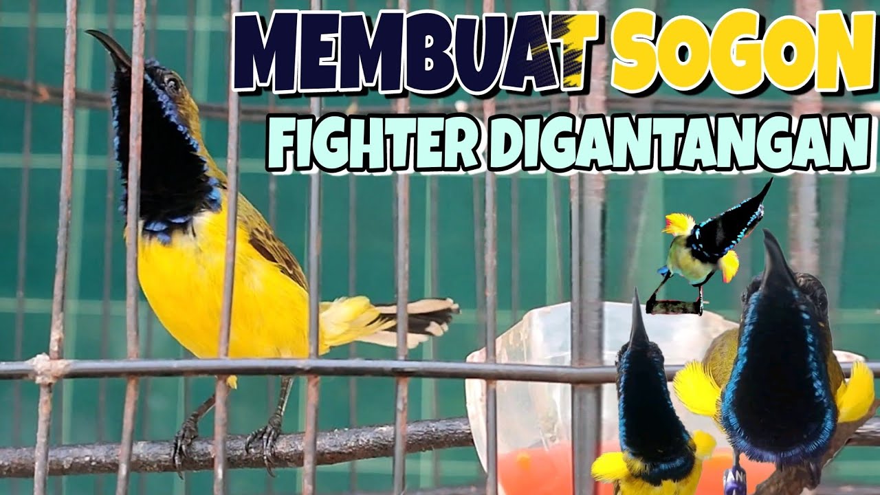 CARA MEMBUAT SOGON FIGHTER 🔴membuat sogon fighter digantangan - YouTube