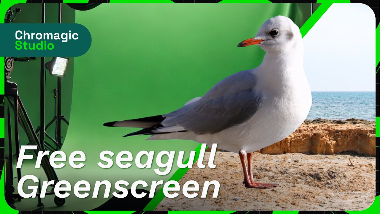 FREE Seagull Green Screen Effect You NEED To Try - YouTube