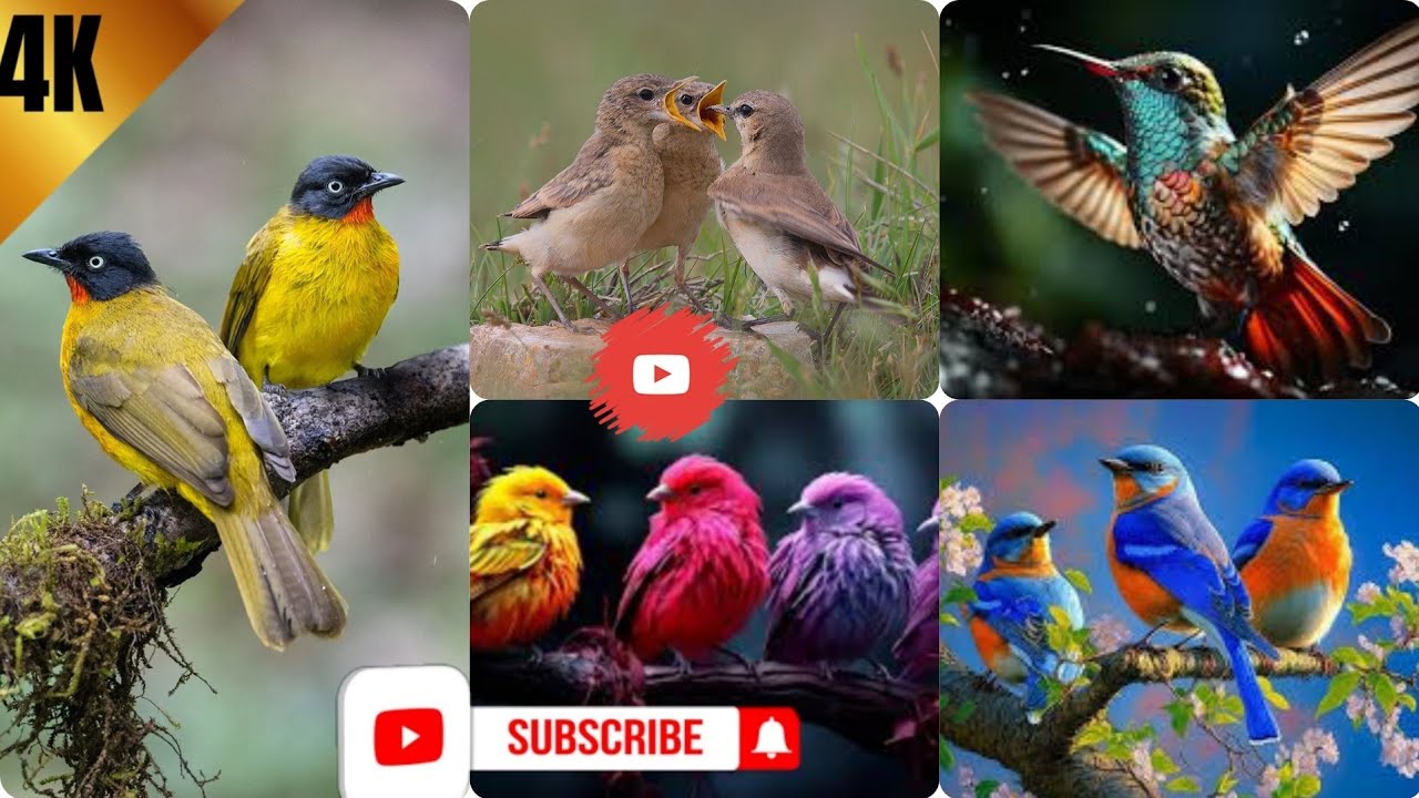 Birds Chirping - 2 min Bird Sounds Relaxation, Soothing Nature Sounds ...