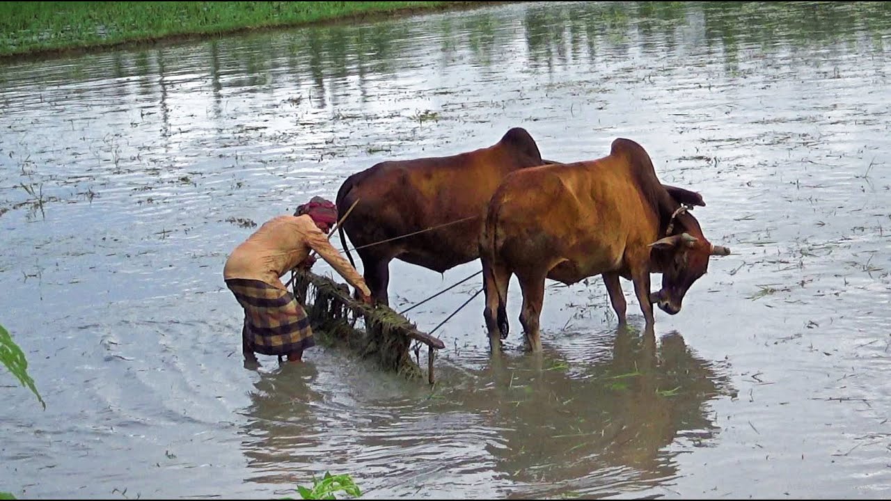 Cow Ploughing Mud Paddy Land Is Equal | Clean The Ladder | Best Village ...