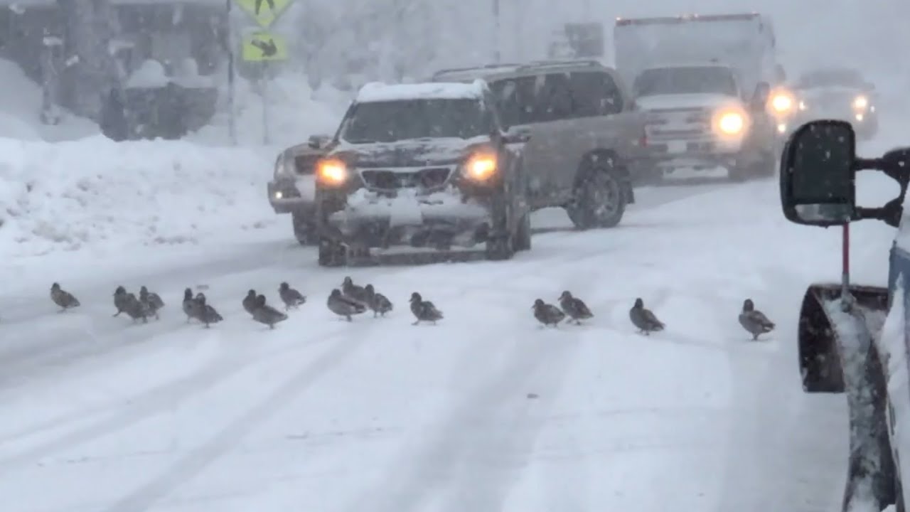Traffic Stops to Let a Large Number of Ducks Cross Road - YouTube