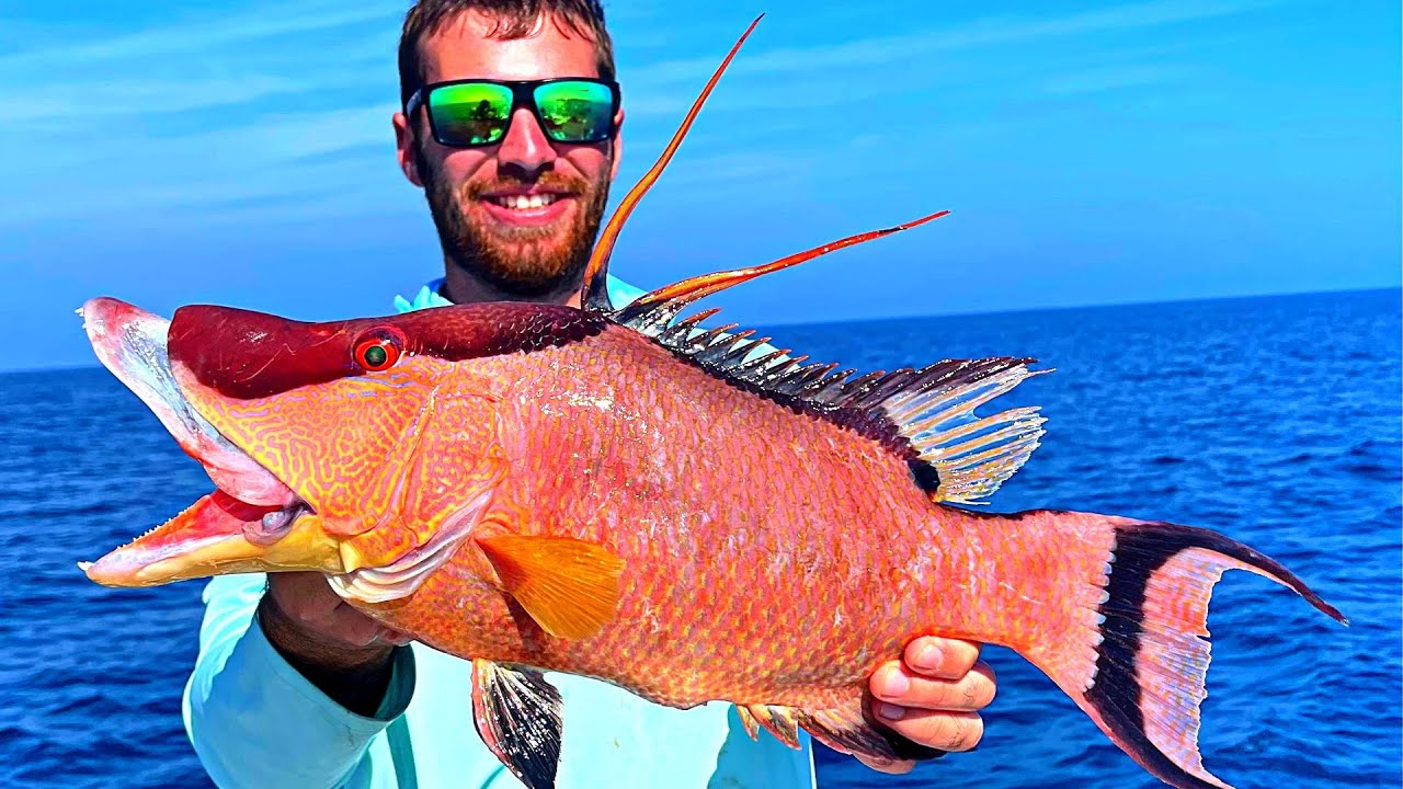 Flared Up! Hogfish Offshore Tampa Bay (Catch and Cook) - YouTube