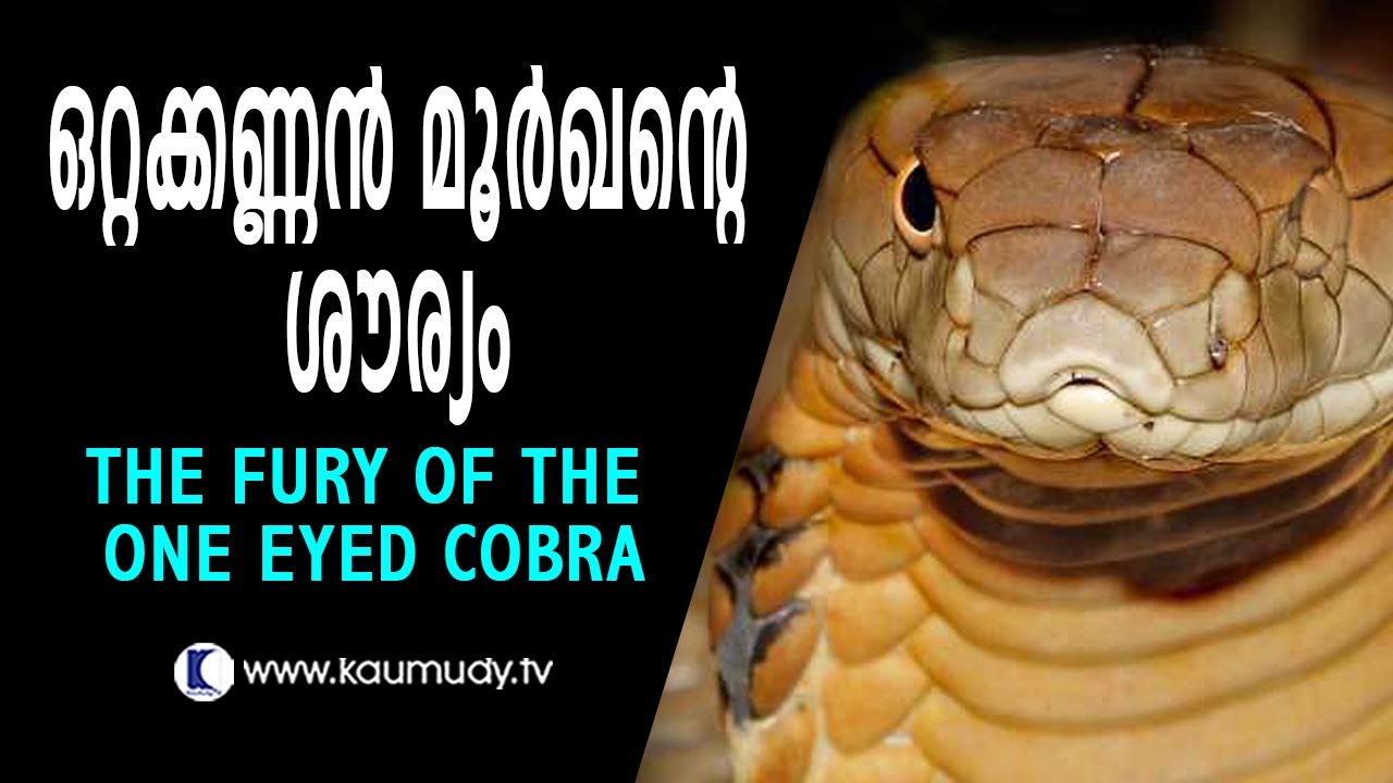 The fury of the one eyed cobra | Kaumudy TV - YouTube