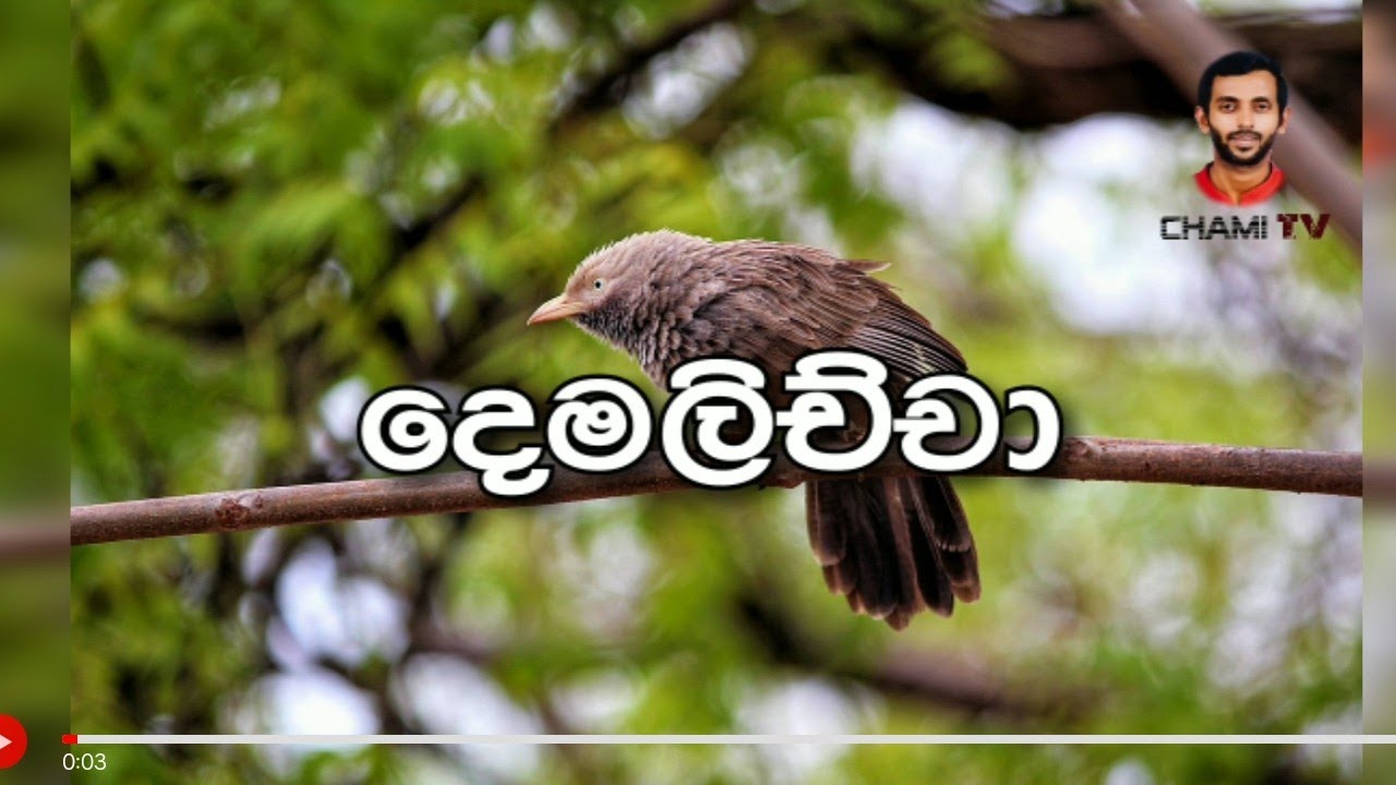 Demalichcha/yellow/billed babbler/Sri lanka - YouTube