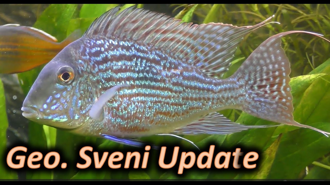 Geophagus Sveni- My Most Spectacular, Enjoyable, Healthy and Peaceful ...
