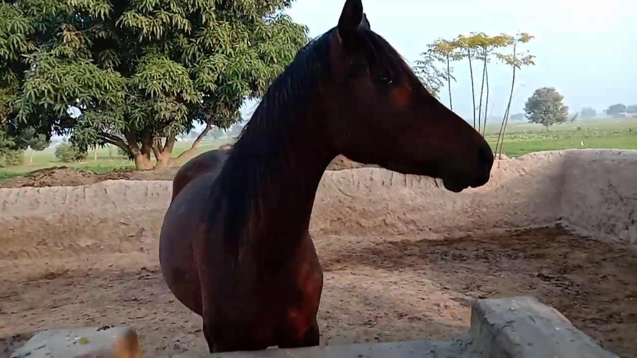 Arabic Horse How To Keep And Diet YouTube arabic-horse-how-to-keep-and-diet-youtube