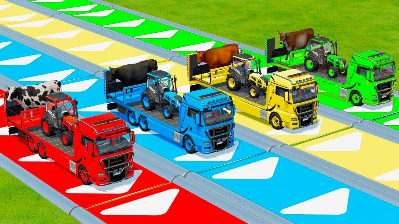 TRANSPORTING COWS & MINI LANDINI TRACTORS WITH MAN & VOLVO TRUCKS ...