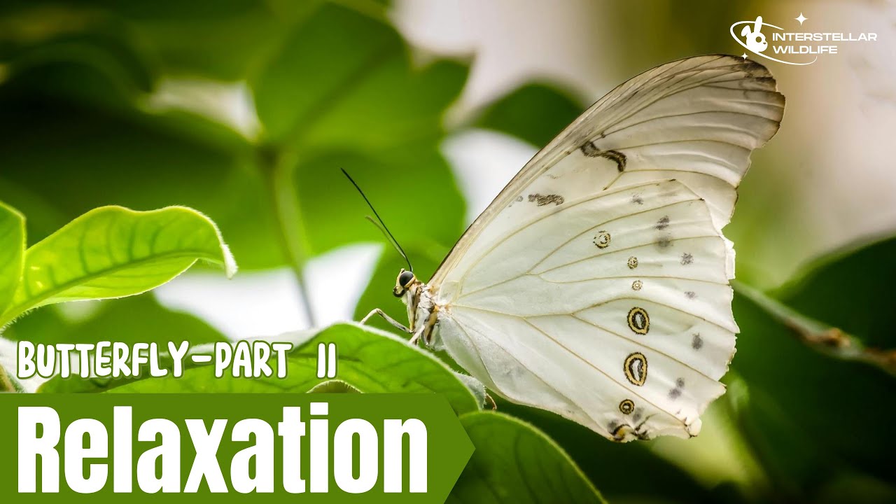 Wings of Calm | Relax with Beautiful Butterflies #butterflies # ...