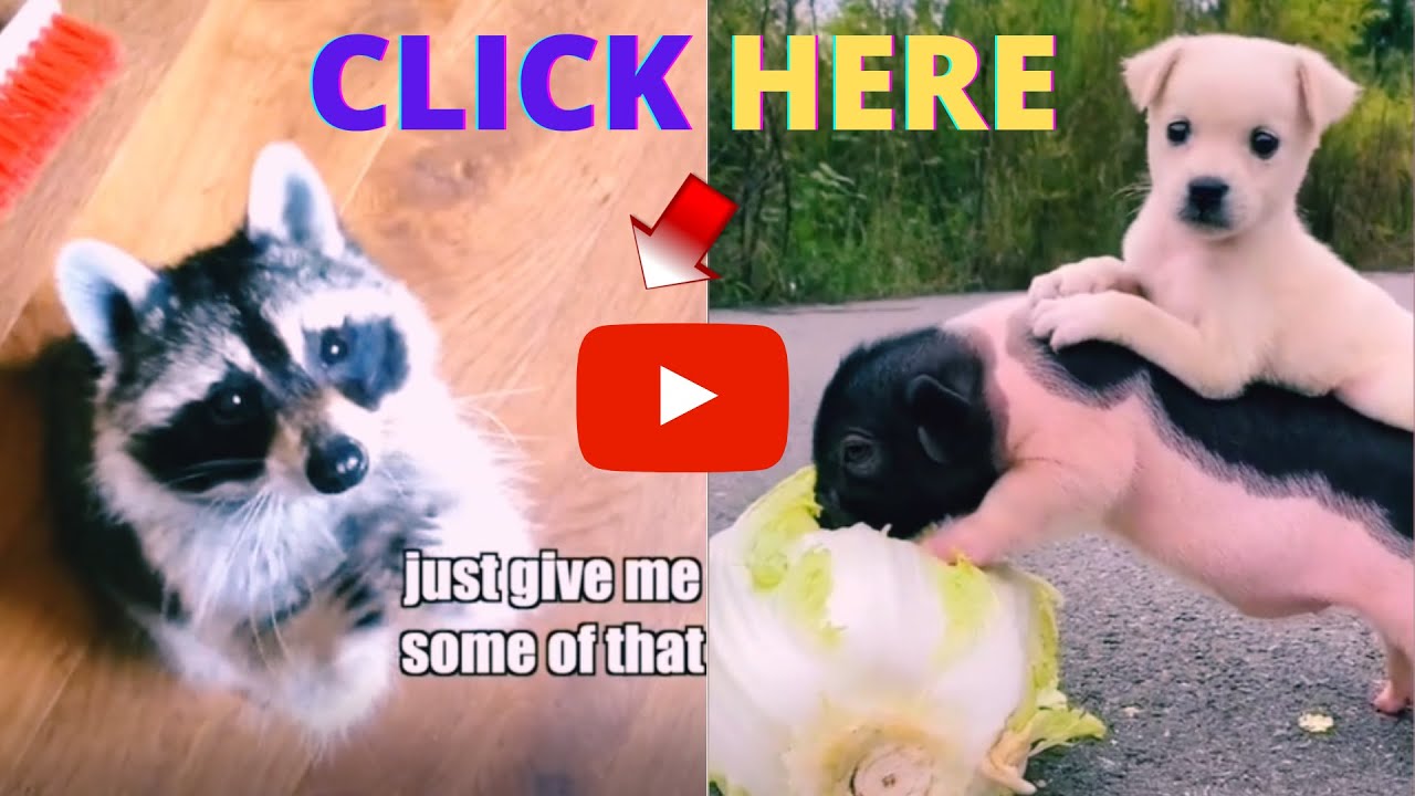 Cute Animal Videos / Favorite Pet Compilation - YouTube