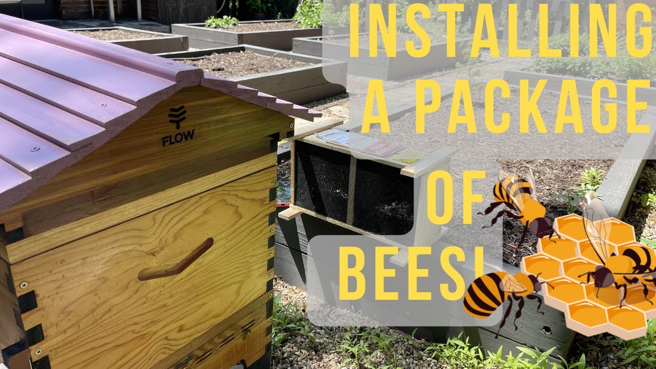 Installing A Package of Bees! 🐝 - YouTube