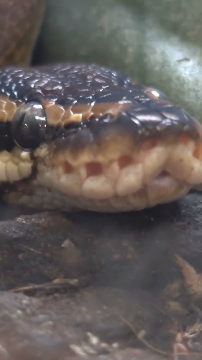 baby python snake sleeping - YouTube