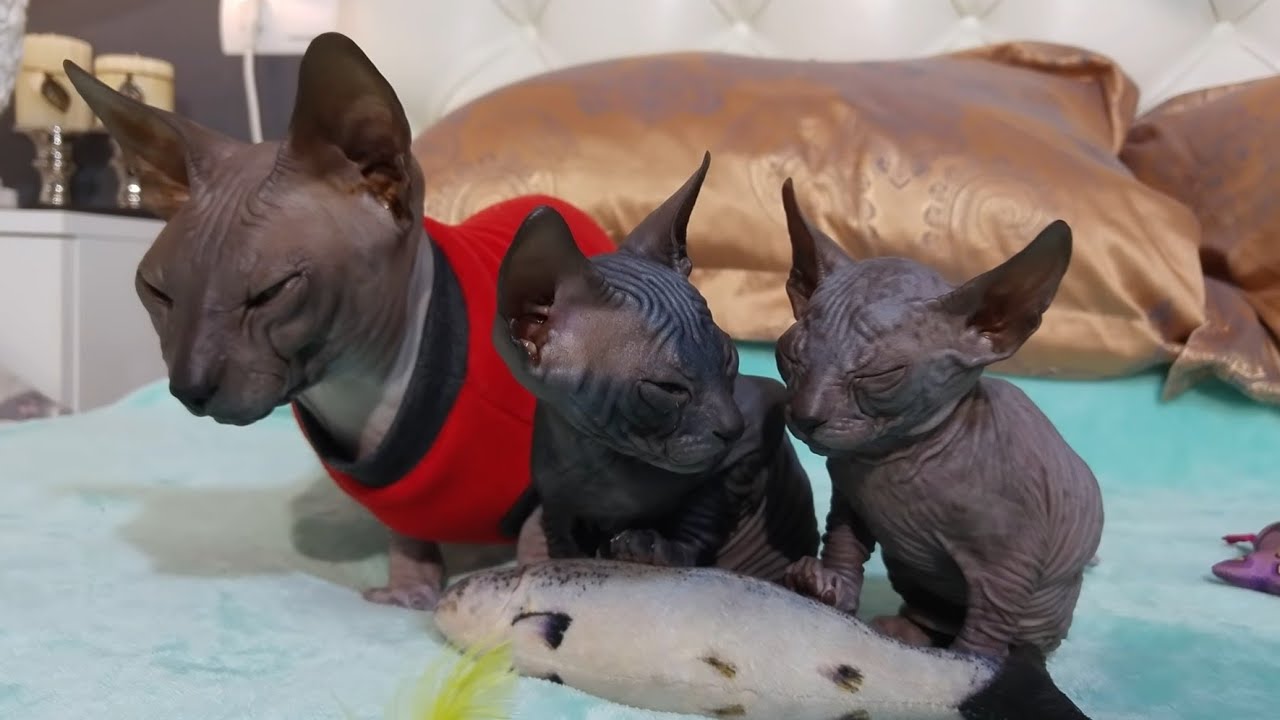 LOVELY Sphynx Cat Daddy & SUPER SWEET Baby Kittens 😻 - YouTube
