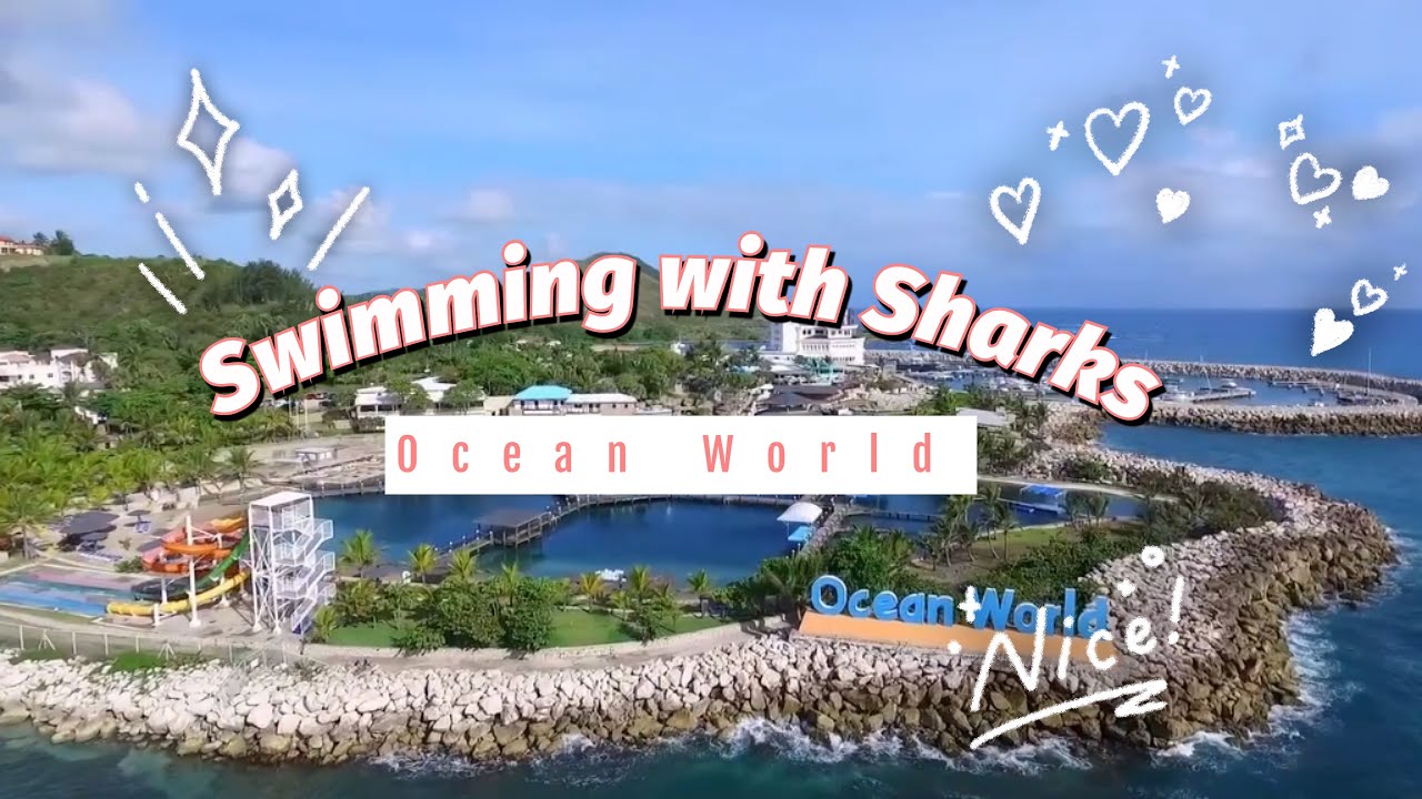 Swimming with Sharks in Ocean world Dominican Republic | Swimming blog ...